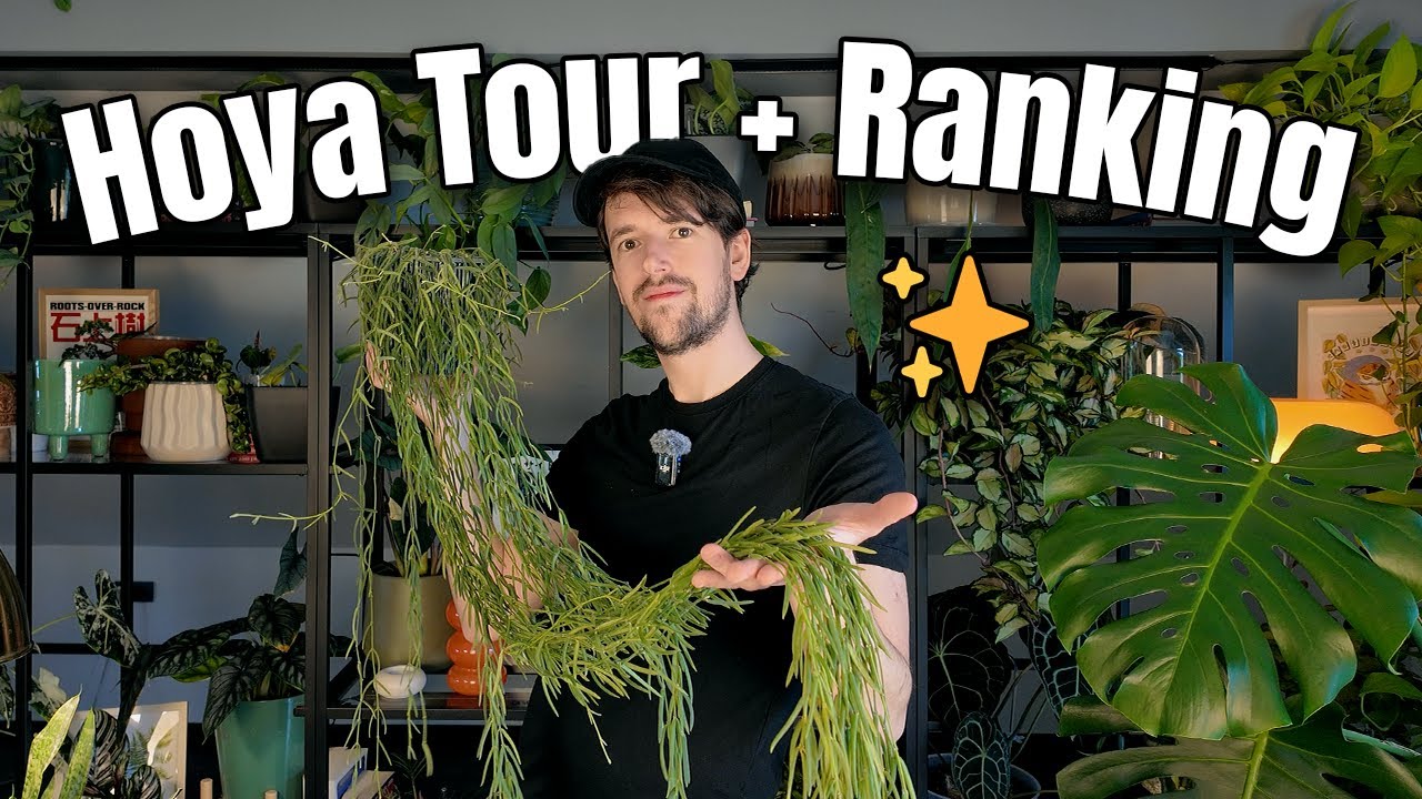 Ranking All 23 of My Hoyas | Hoya Collection Tour 🌿 - YouTube