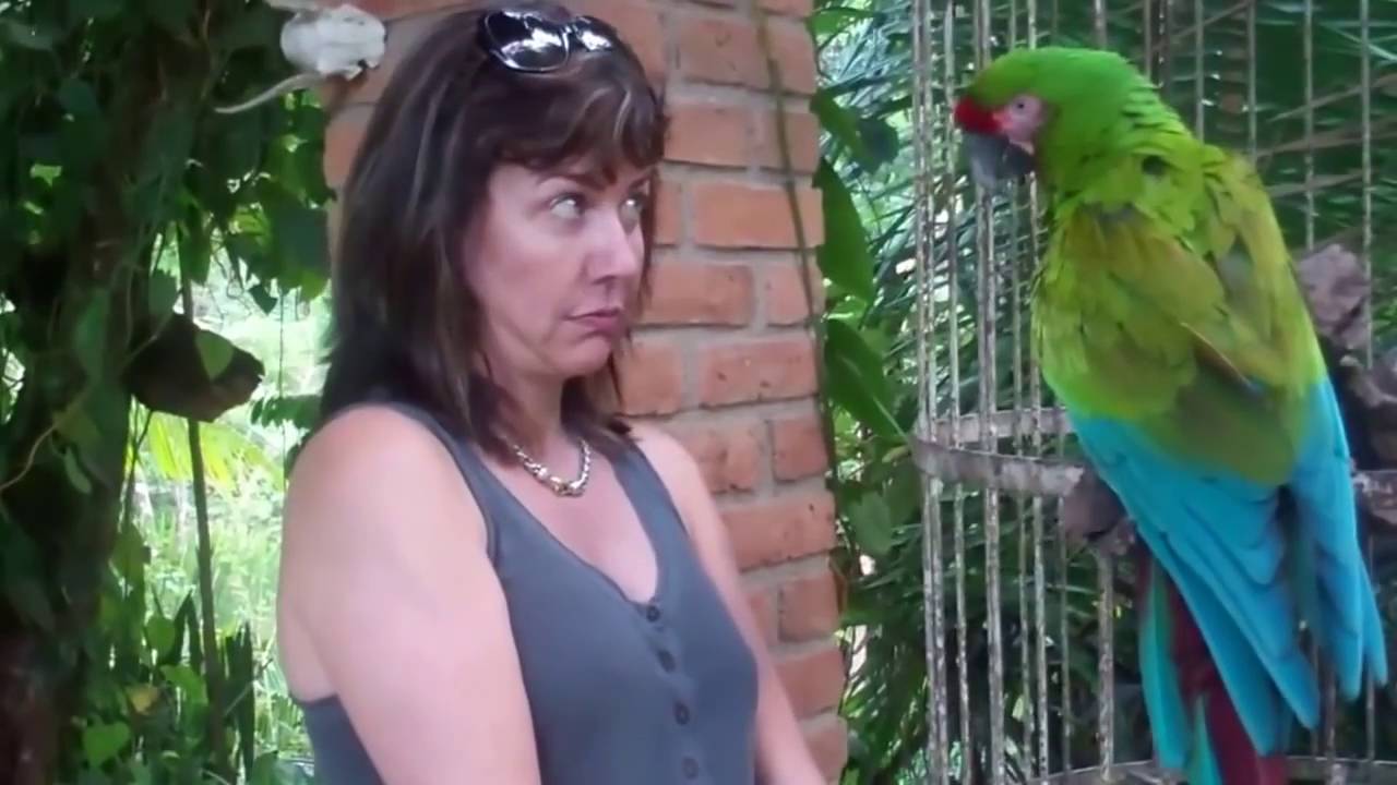 Funny, Angry Parrot Talking To Tourist - YouTube