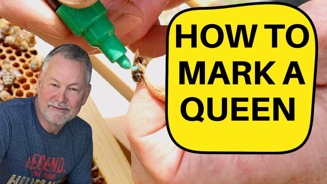 Beekeeping: How To Mark A Queen & What Color To Use - YouTube