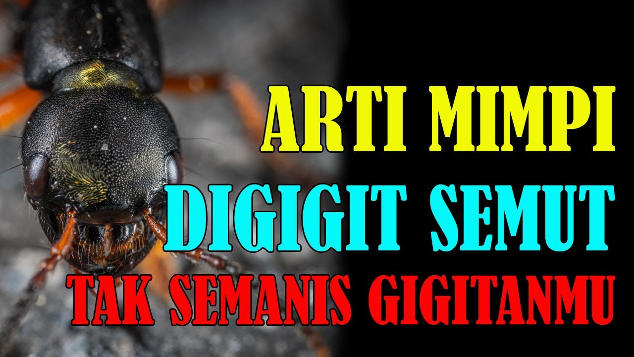 MIMPI DIGIGIT SEMUT ARTINYA APA - YouTube