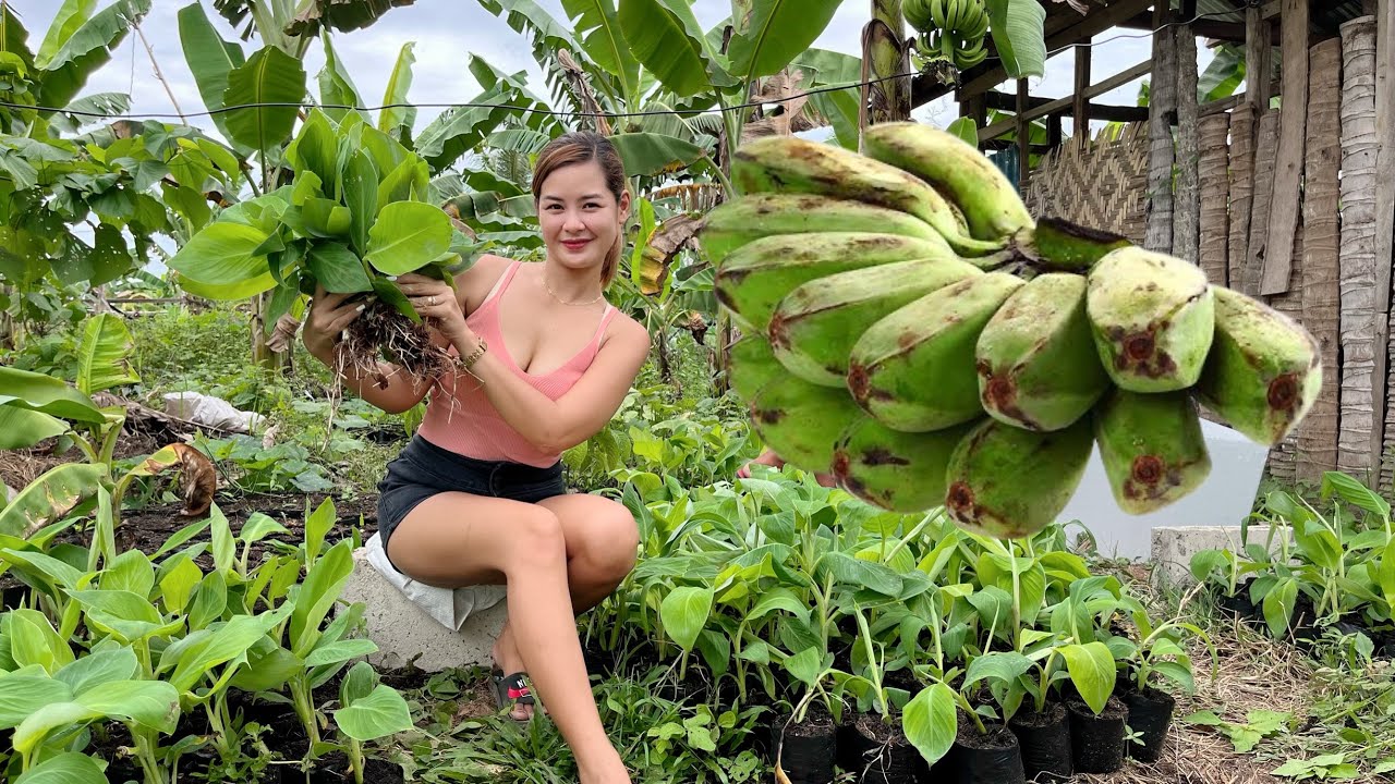 Mga bagong Tissue Culture nang Cardava Banana Variety(Saba) 4000 puno ...