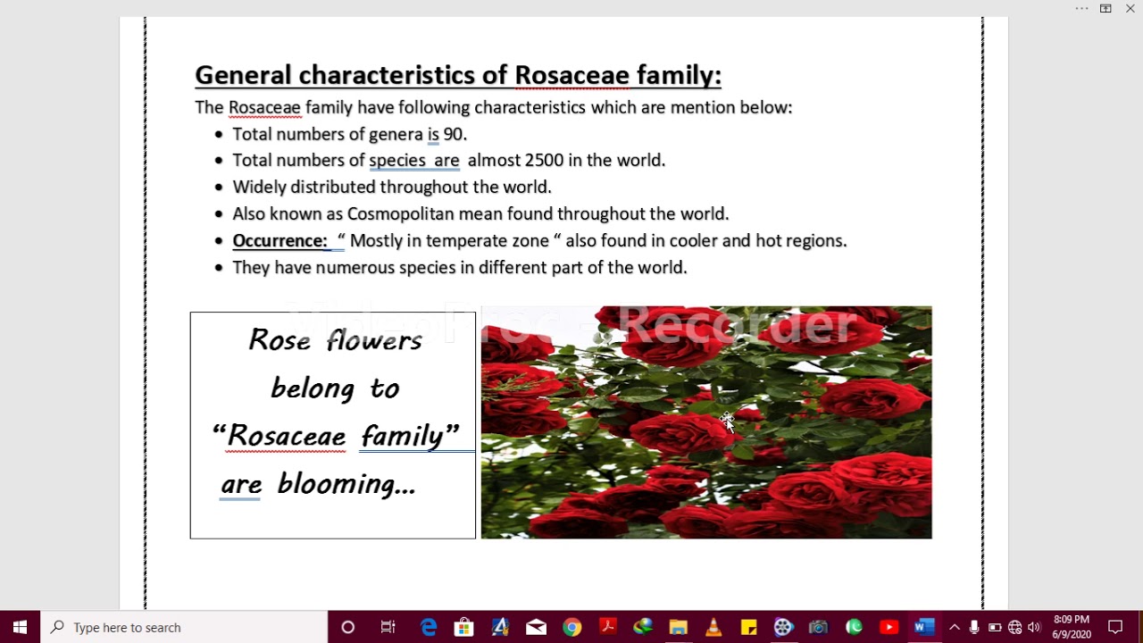 General Characteristic Of Rosaceae Family Plants - YouTube