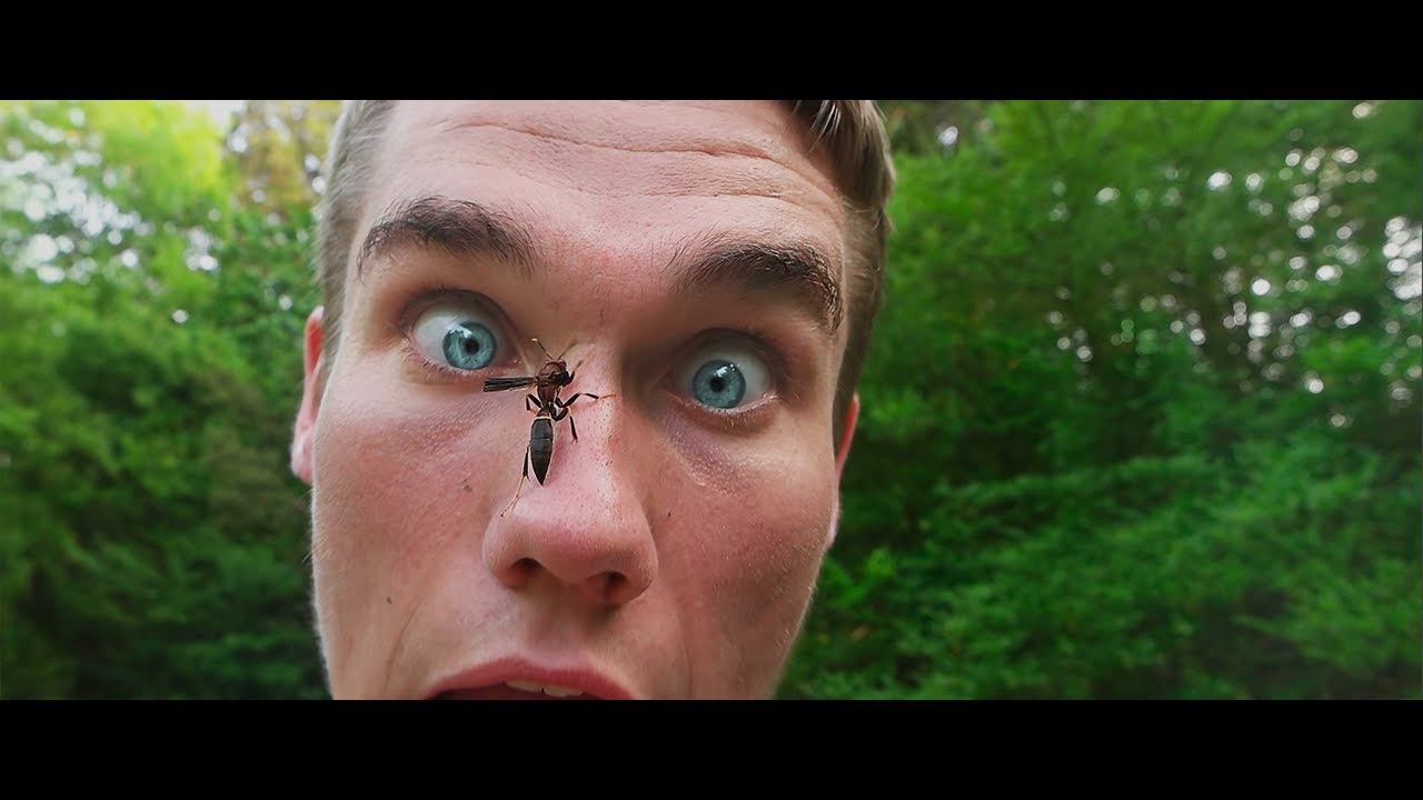 Just Joshing - Friends With a Wasp (Official Music Video) - YouTube