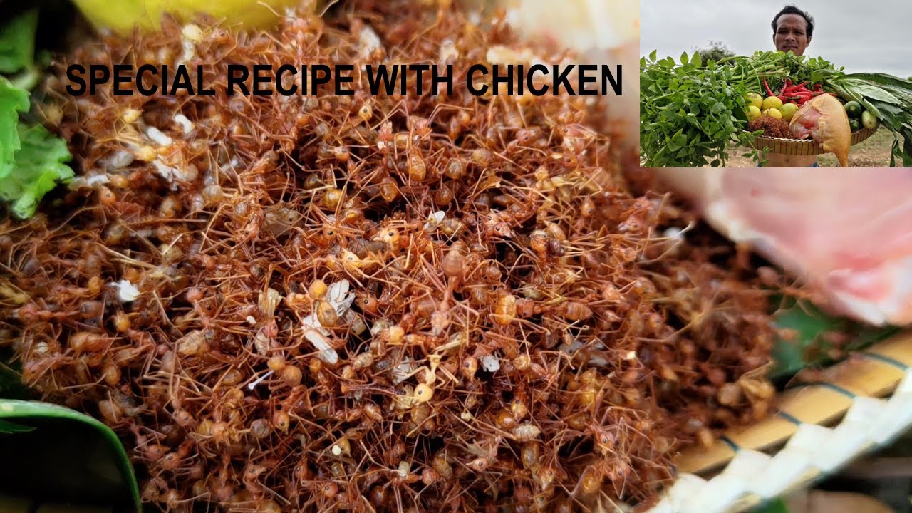 FINDING WEAVER ANT TO COOK WITH BACON | The best recipe for chicken for ...