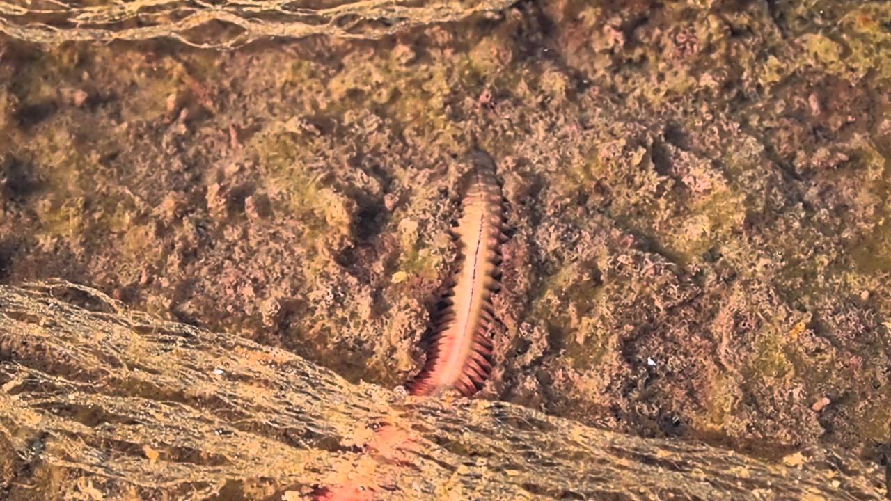 Bristle worm at Belle Isle Marsh - YouTube