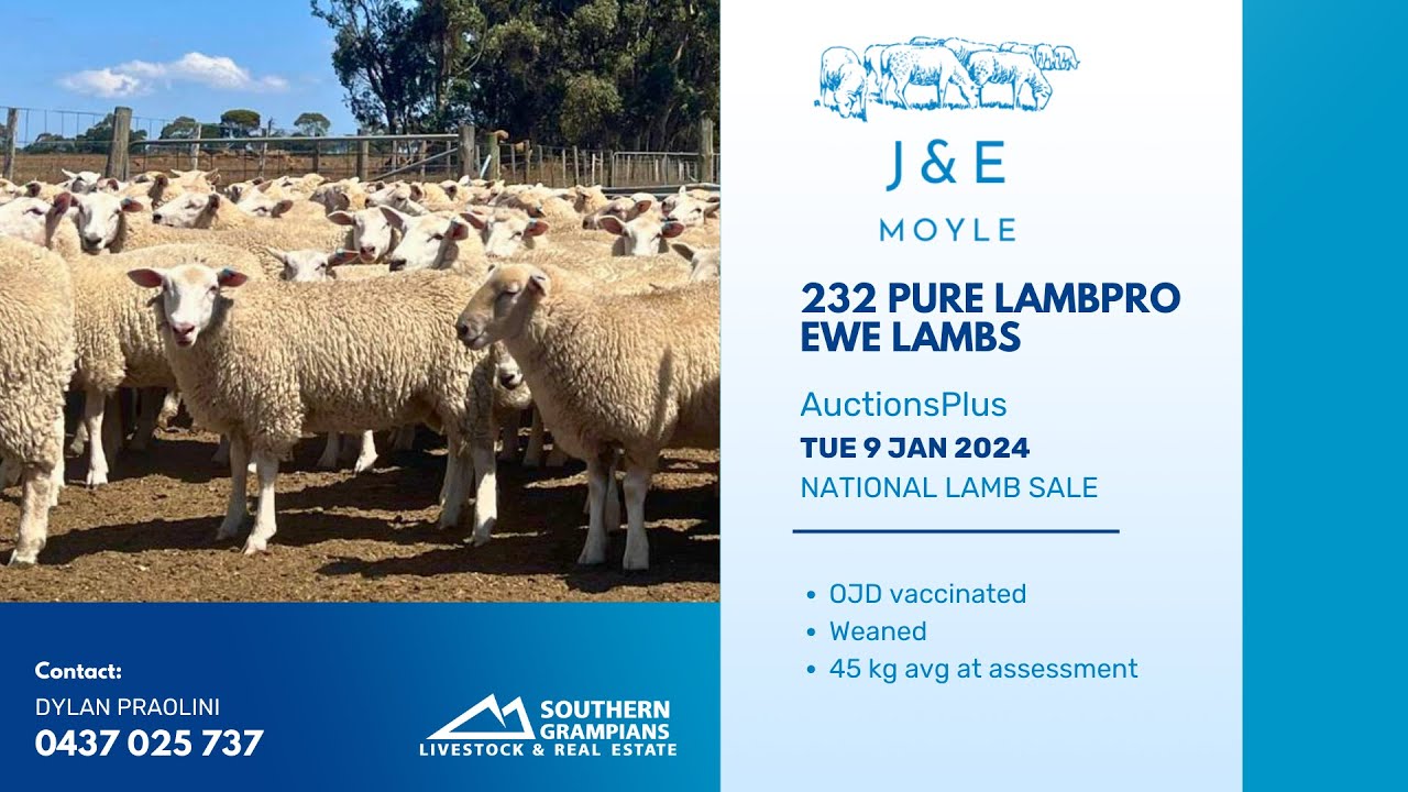 JE Moyle - 232 Ewe Lambs on offer Tuesday 9 Jan 2024 - YouTube