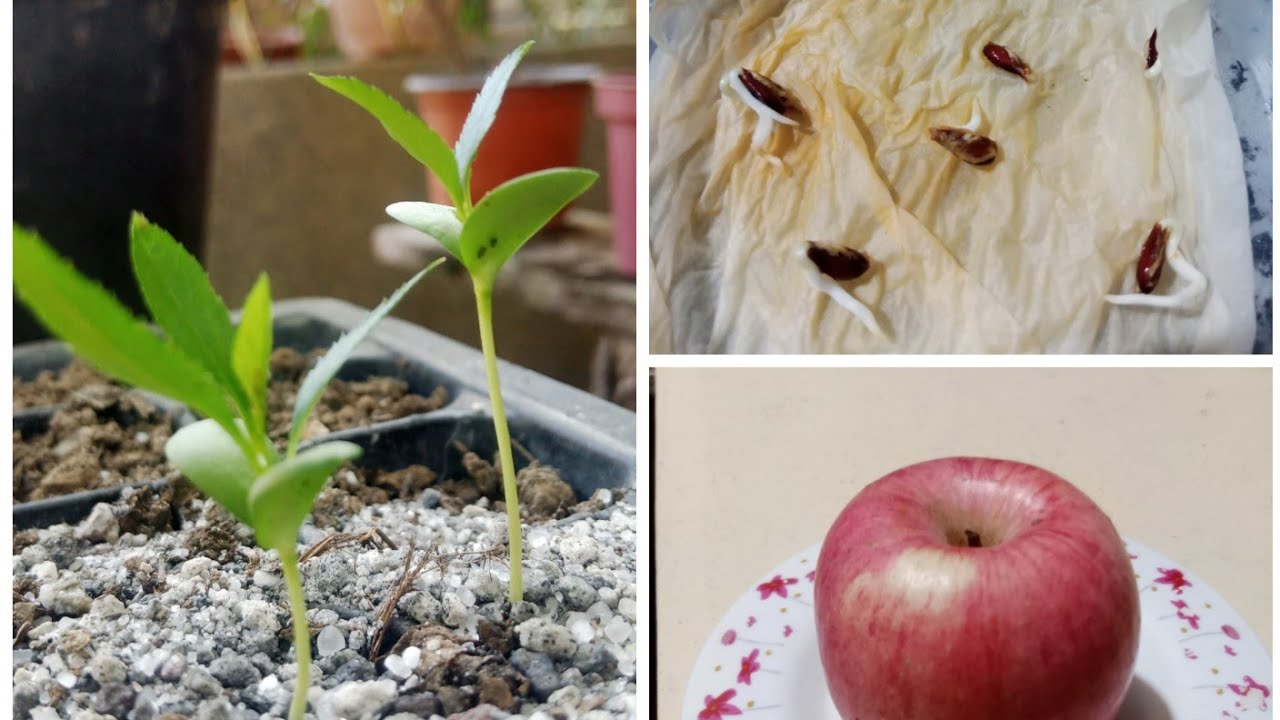 How to grow apple seeds fast and easy #howto #how #diy #growth #grow ...