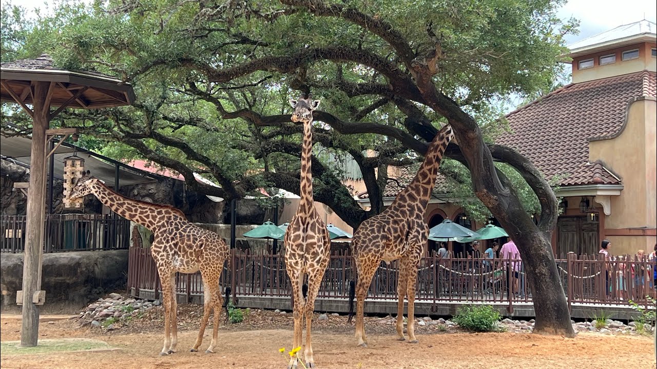 Hermann Park & Houston Zoo, Houston, TX - YouTube