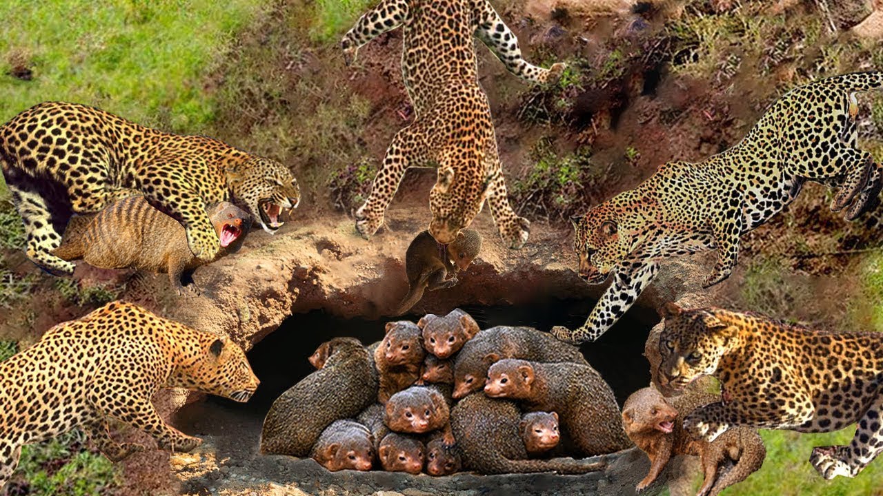 Mongoose Civets Become A Delicious Feast For Hungry Leopards || Wild ...