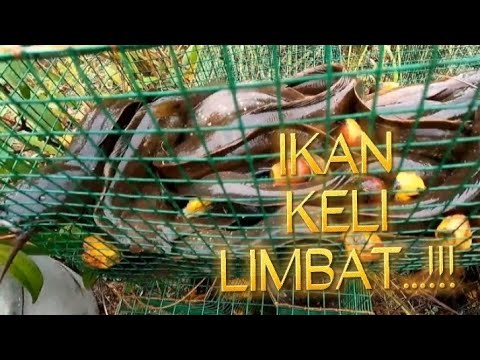 DI SINI KAMPUNGNYA IKAN KELI LIMBAT..// bubu limbat - YouTube