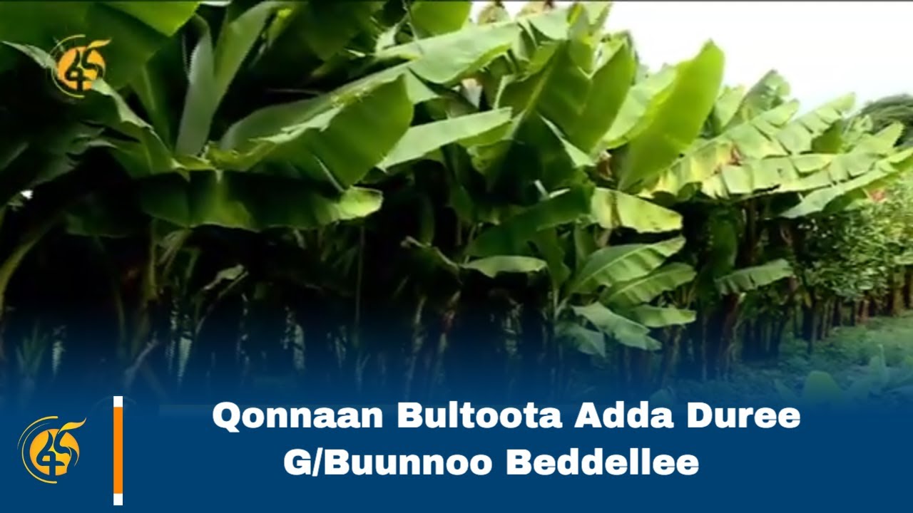 Qonnaan Bultoota Adda Duree G/Buunnoo Beddellee - YouTube