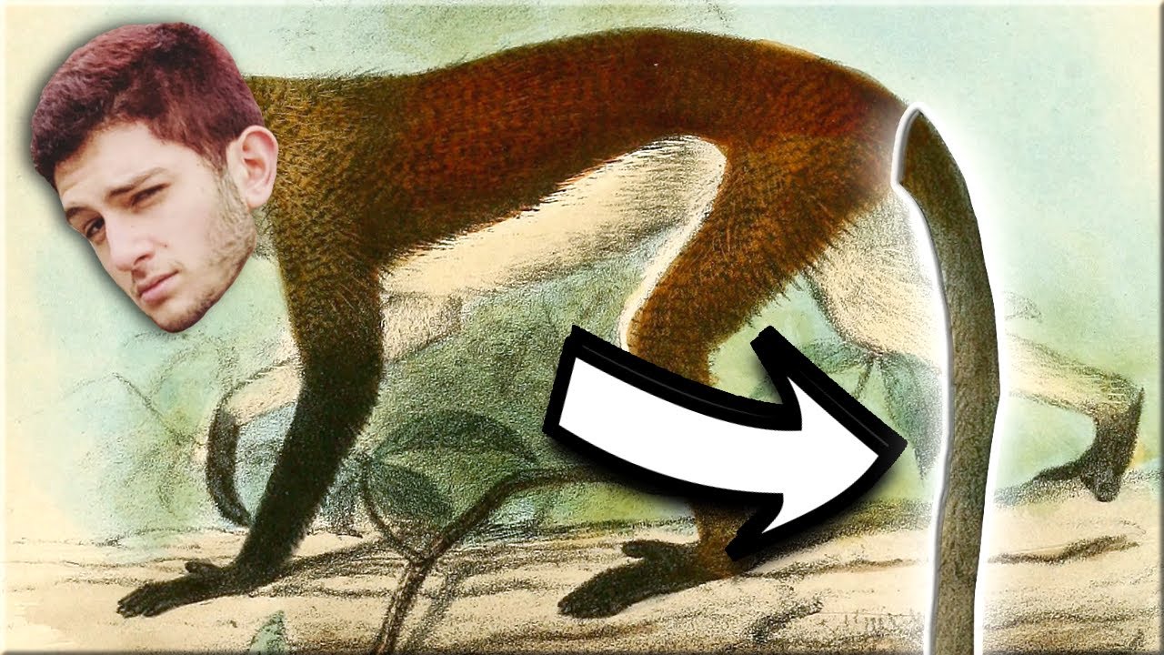 L'INVENTION DE LA QUEUE POUR HUMAIN ! 🐿 - YouTube