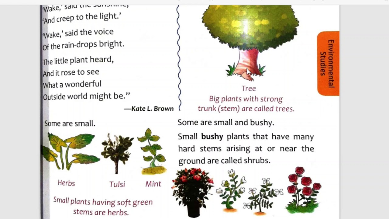 Class 2 || Plants Around Us || EVS || Lesson 2 || Term 2 || My amazing ...