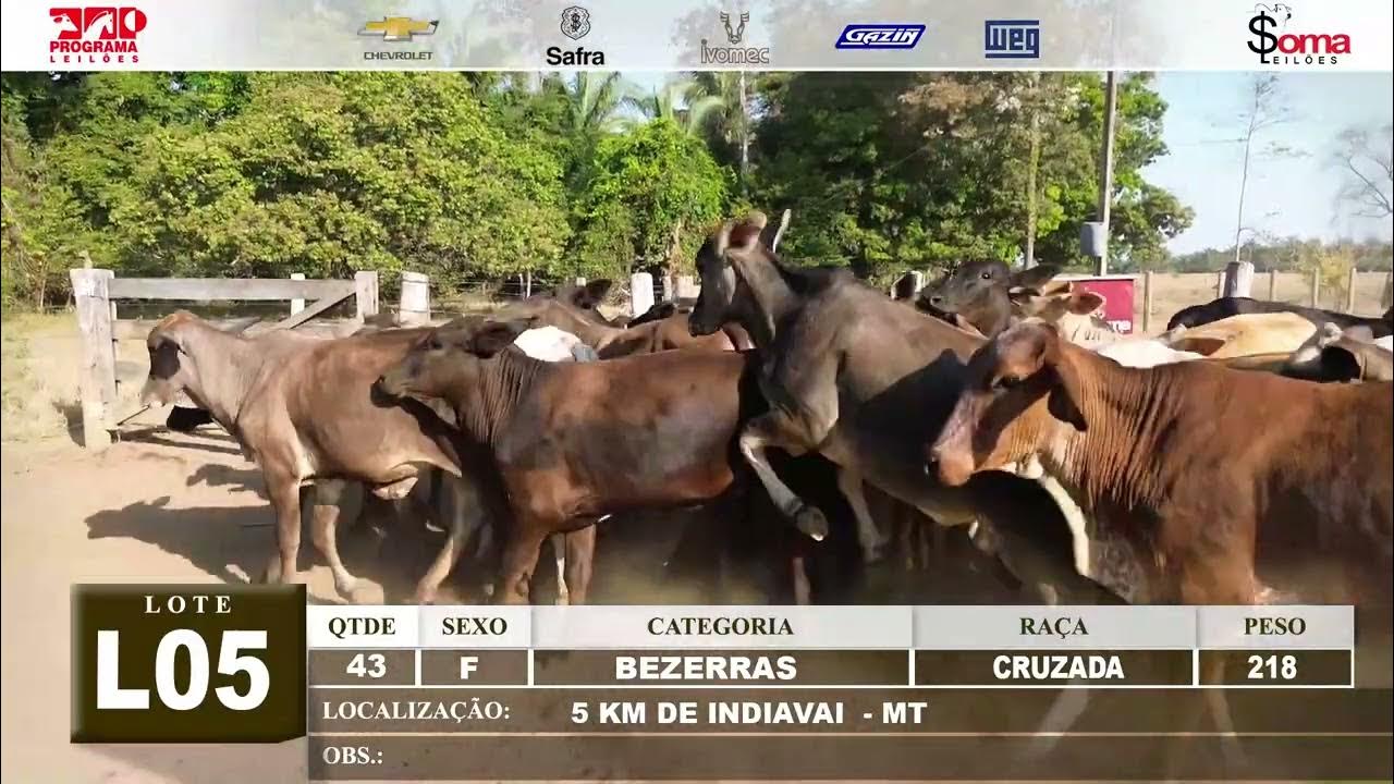 LOTE L05 - YouTube