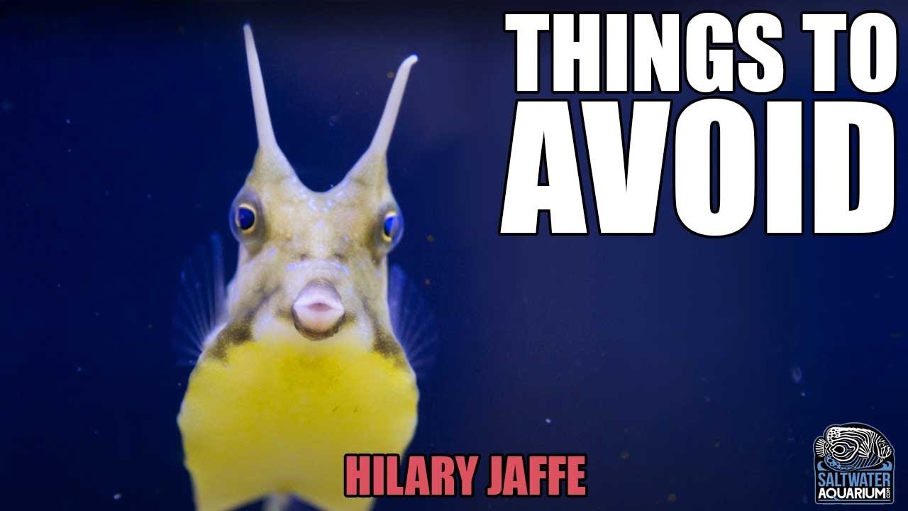 Things to AVOID to Help Your Saltwater Aquarium THRIVE - Hilary Jaffe ...