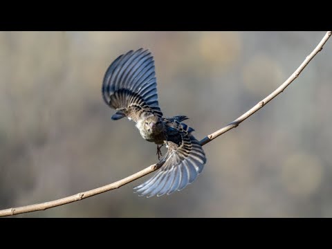 Rolling shutter - Canon EOS R7 Goofs - YouTube