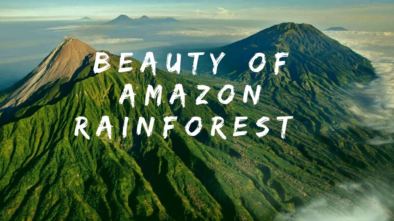 beauty of Amazon rainforest - YouTube