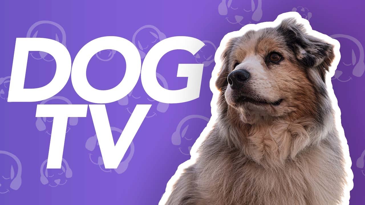 Dog TV - Virtual Dog Walk and Beach Strolling Experience for Dogs - YouTube