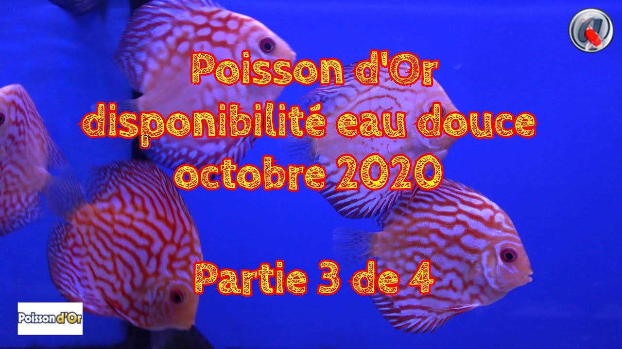 Poisson d'Or disponibilité eau douce octobre 2020 Partie 3 de 4 - YouTube
