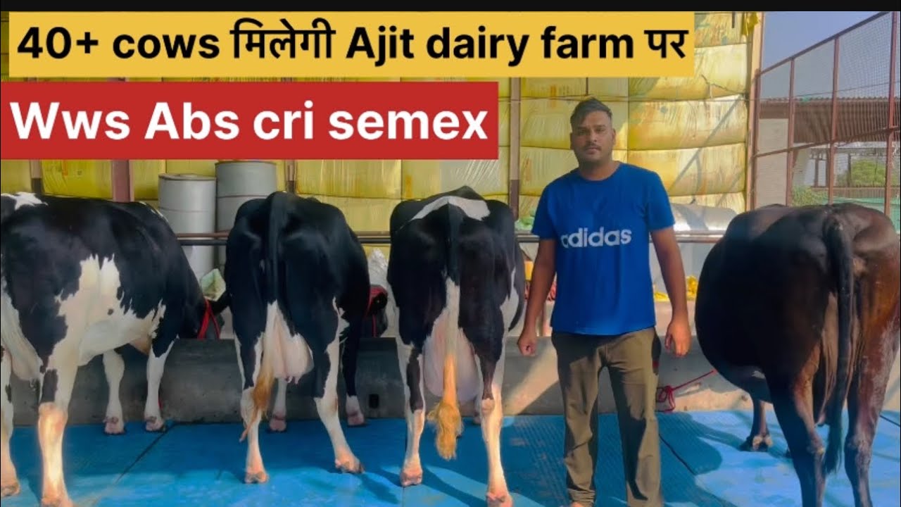 Wws Abs denmark 🏅🇨🇦cows 40+ 7 cows at Ajit dairy farm - YouTube