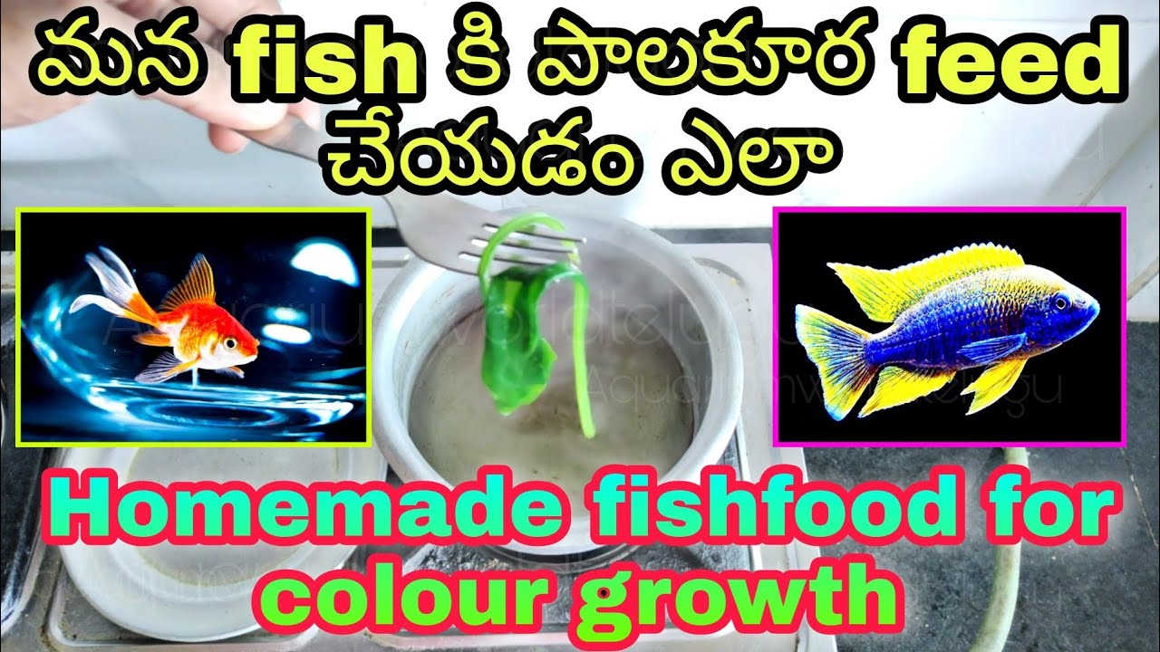 How to make Homemade Fish Food in telugu / Spinach feeding to fish ...