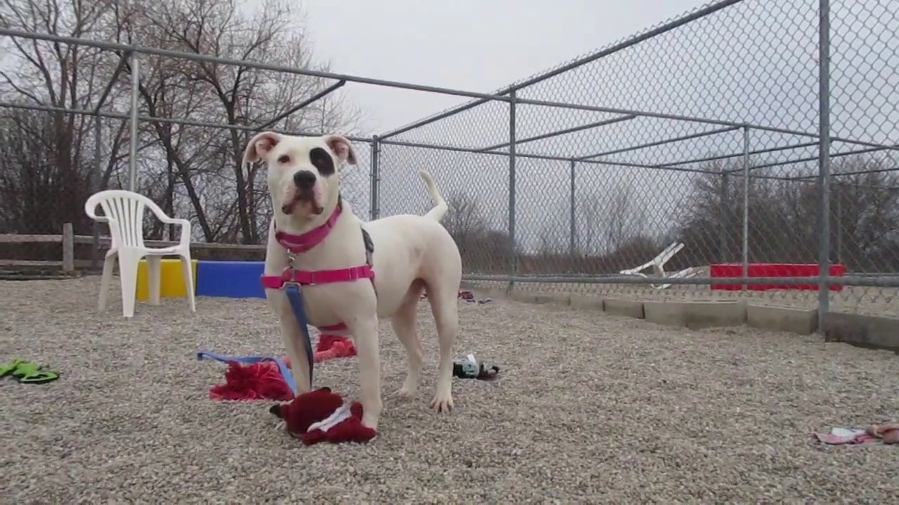 HAWS Dog Body Language Part 8 - YouTube