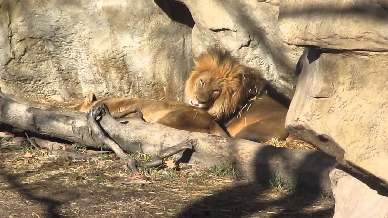 Lion Love at the Zoo - YouTube