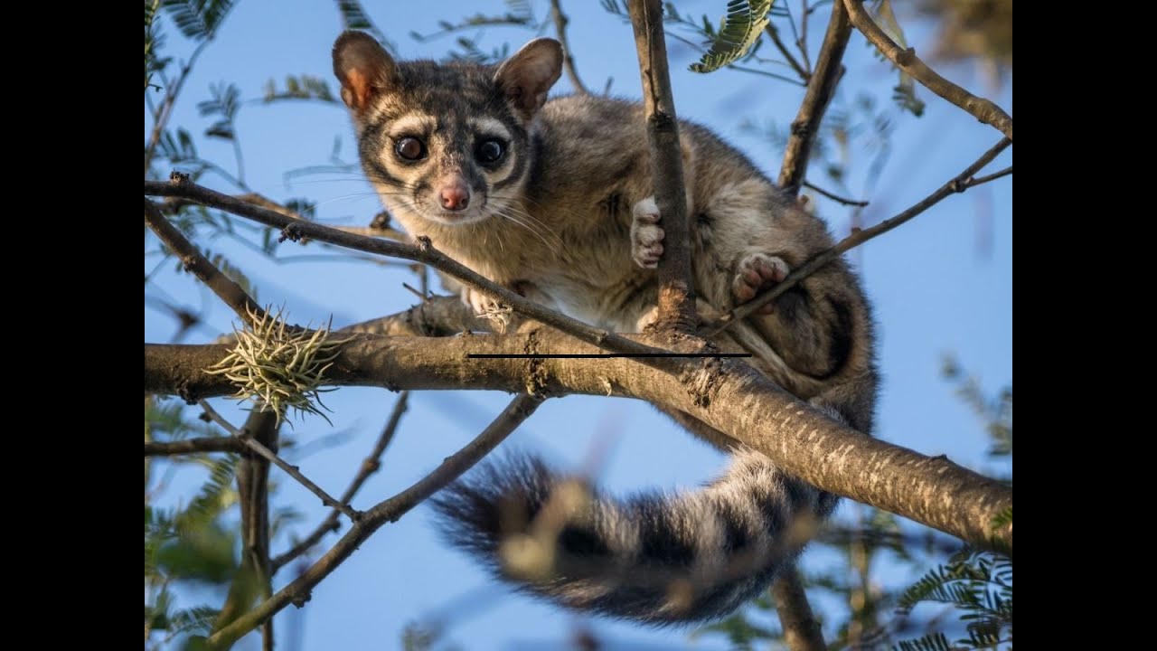 TERMORREGULACIÓN: ECTOTERMOS Y ENDOTERMOS - YouTube