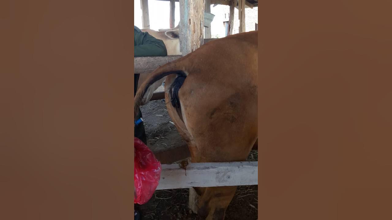 Cara melakukan Inseminasi Buatan (IB) pada ternak Sapi - YouTube