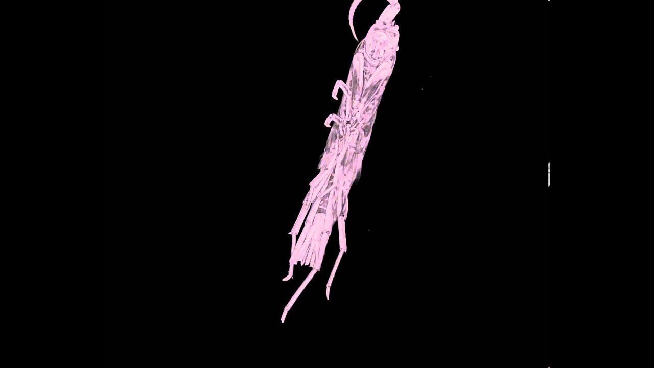 Micro-CT scan of the amphipod Orchestia xylino - YouTube