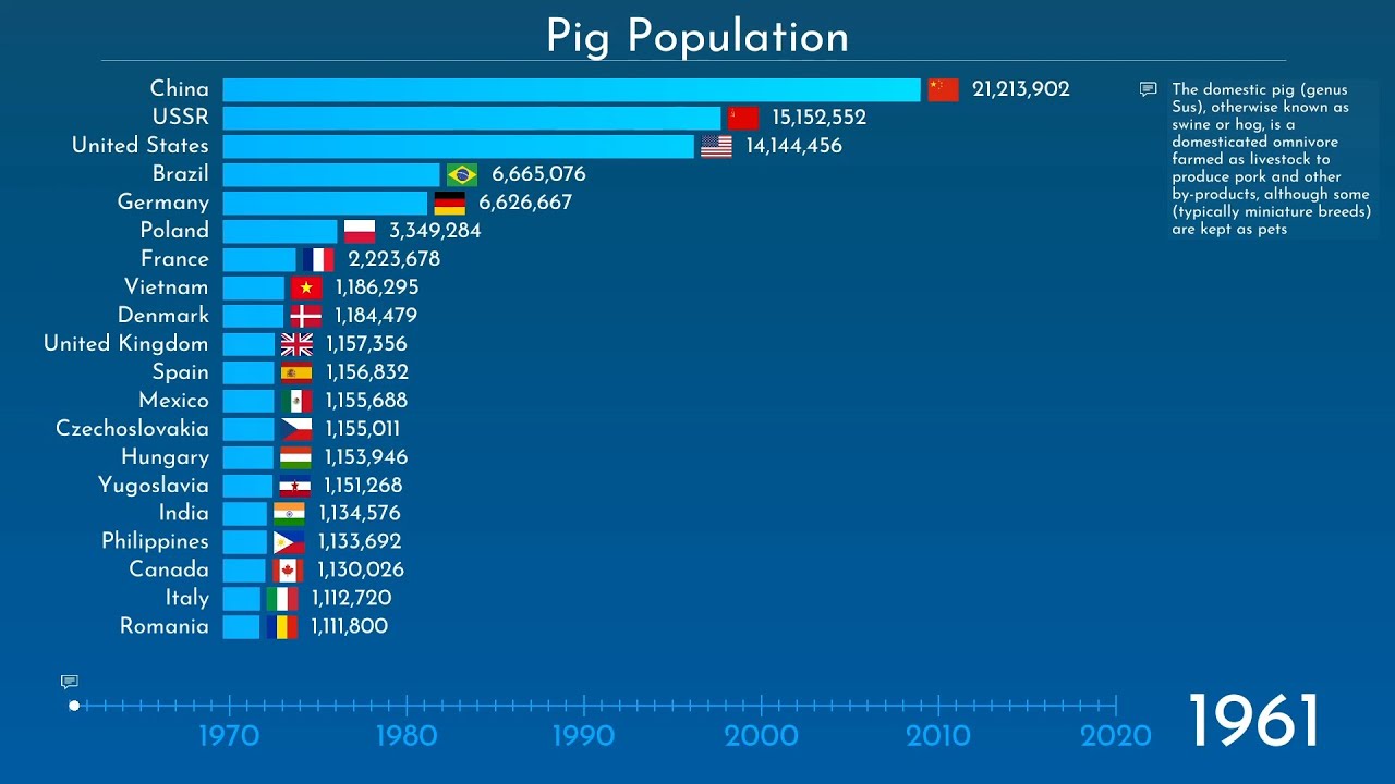Largest Pig Populations | 1961-2020 - YouTube