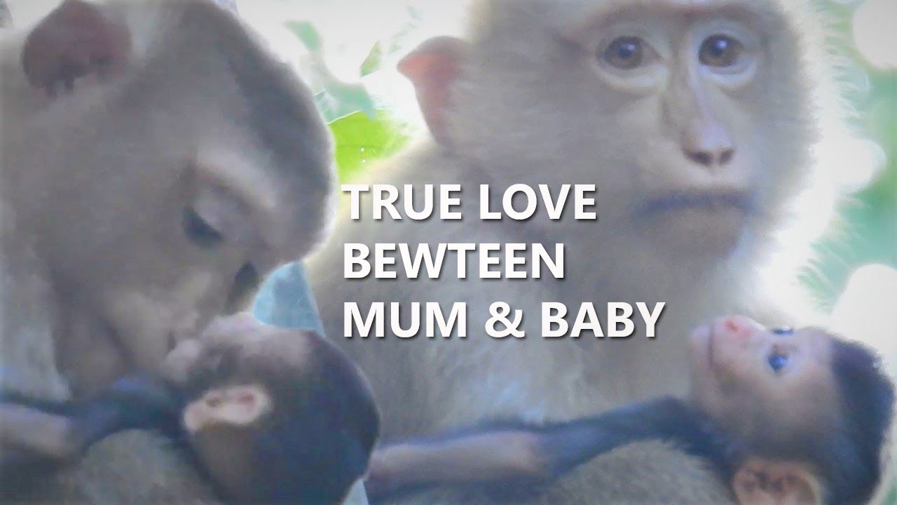 Wonderful!Rose Monkey Give Her True Love To Her Adorable|Baby Rex Rose ...