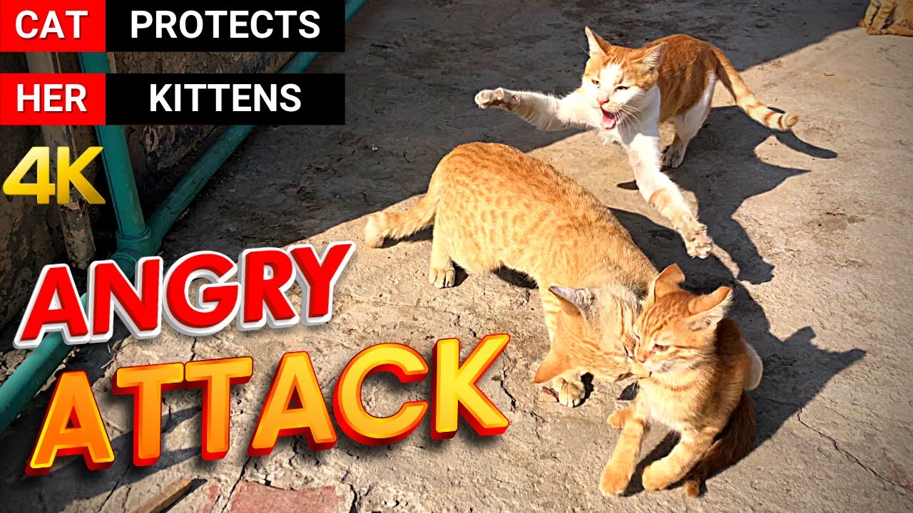 Cat Protecting Her Kittens | 4K Angry Cat Attack #catfight #angrycat - YouTube