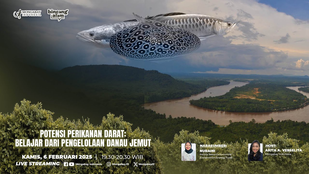 Potensi Perikanan Darat: Belajar dari Pengelolaan Danau Jemut - YouTube