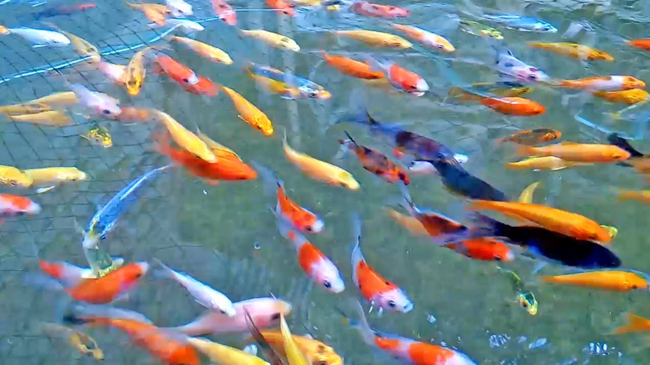 Beautiful Color Fish at Home | Colour fish farming in Bangladesh ...