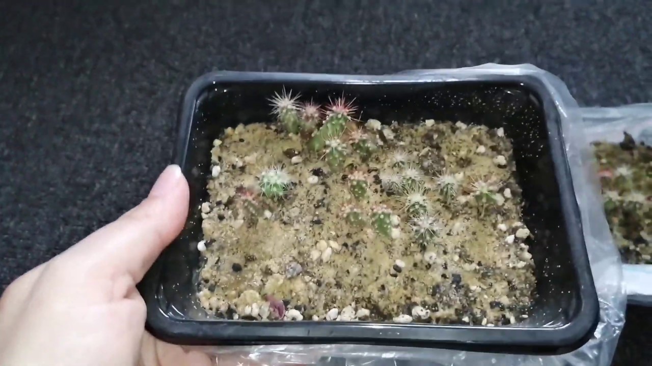 CACTUS SEEDLINGS One year old, grown from seed, UPDATE PART 2 - YouTube