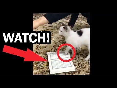 Cat will not walk on The Holy Quran Pak | The Awesome Macho Khan