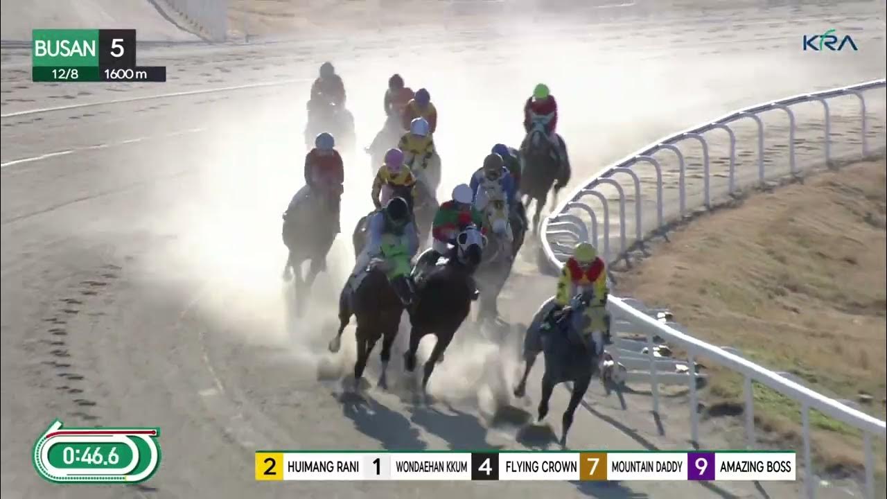 (Busan) 2024.12.08 R5 Class 4 (1600M) Handicap - YouTube