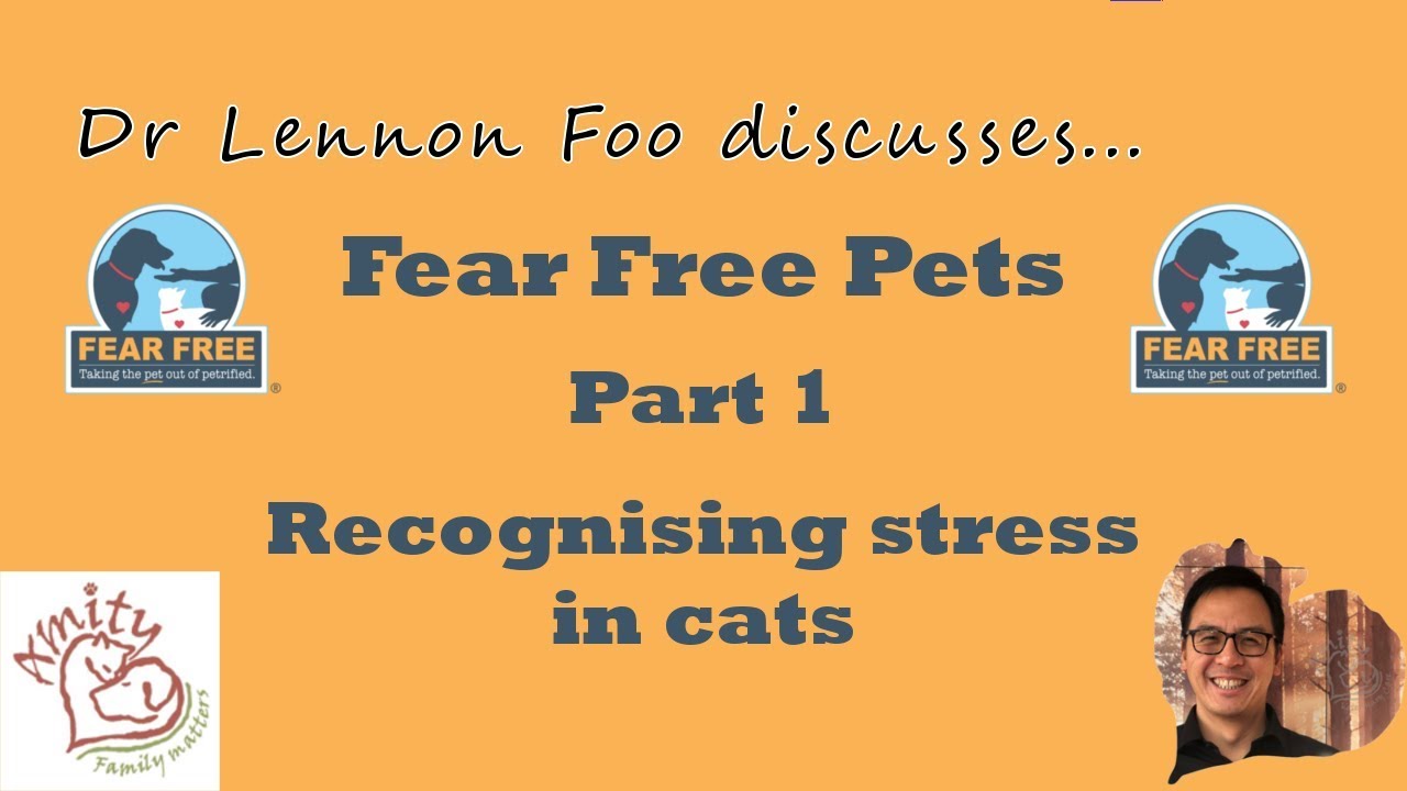 Fear Free Pets - Part 1 - Recognising Stress in Cats - YouTube