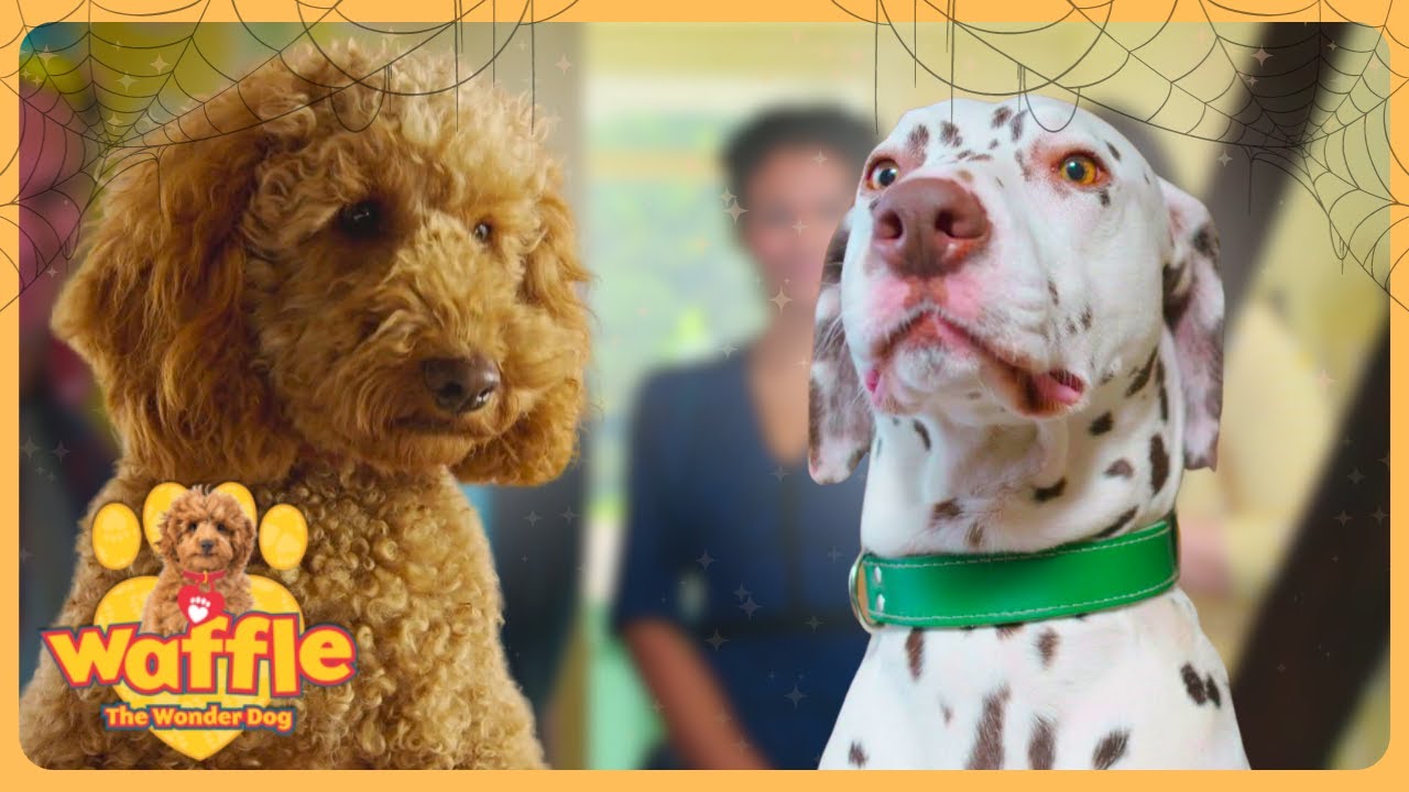 Waffle and the Good Dog! 🐶 🥺 | Wale The Wonder Dog | Full Episode ...