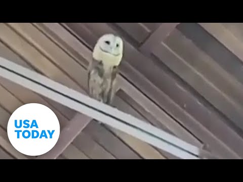 Gospel-loving owl dances along to church choir | USA TODAY