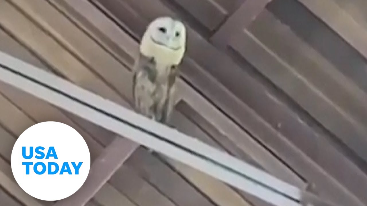 Gospel-loving owl dances along to church choir | USA TODAY - YouTube