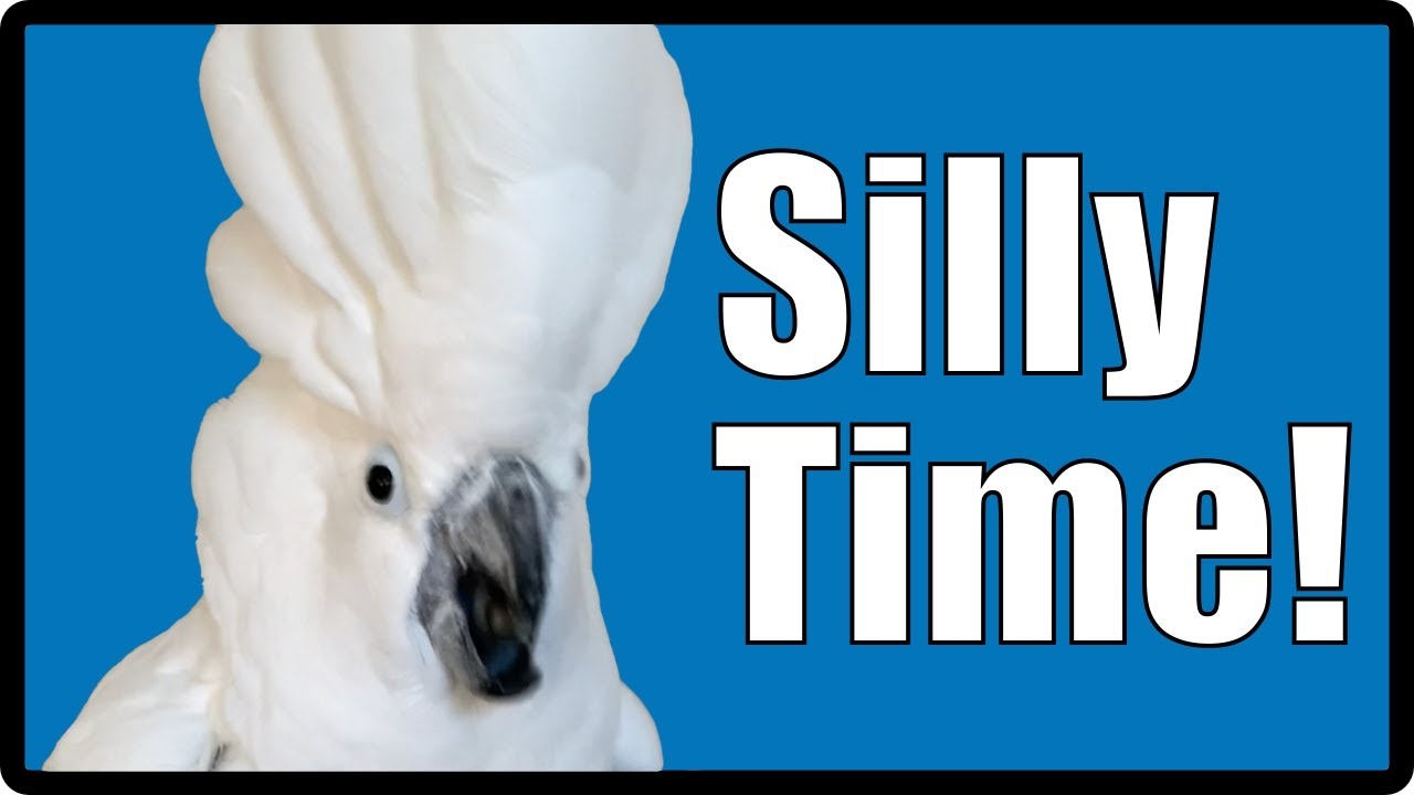 Silly Time! - YouTube