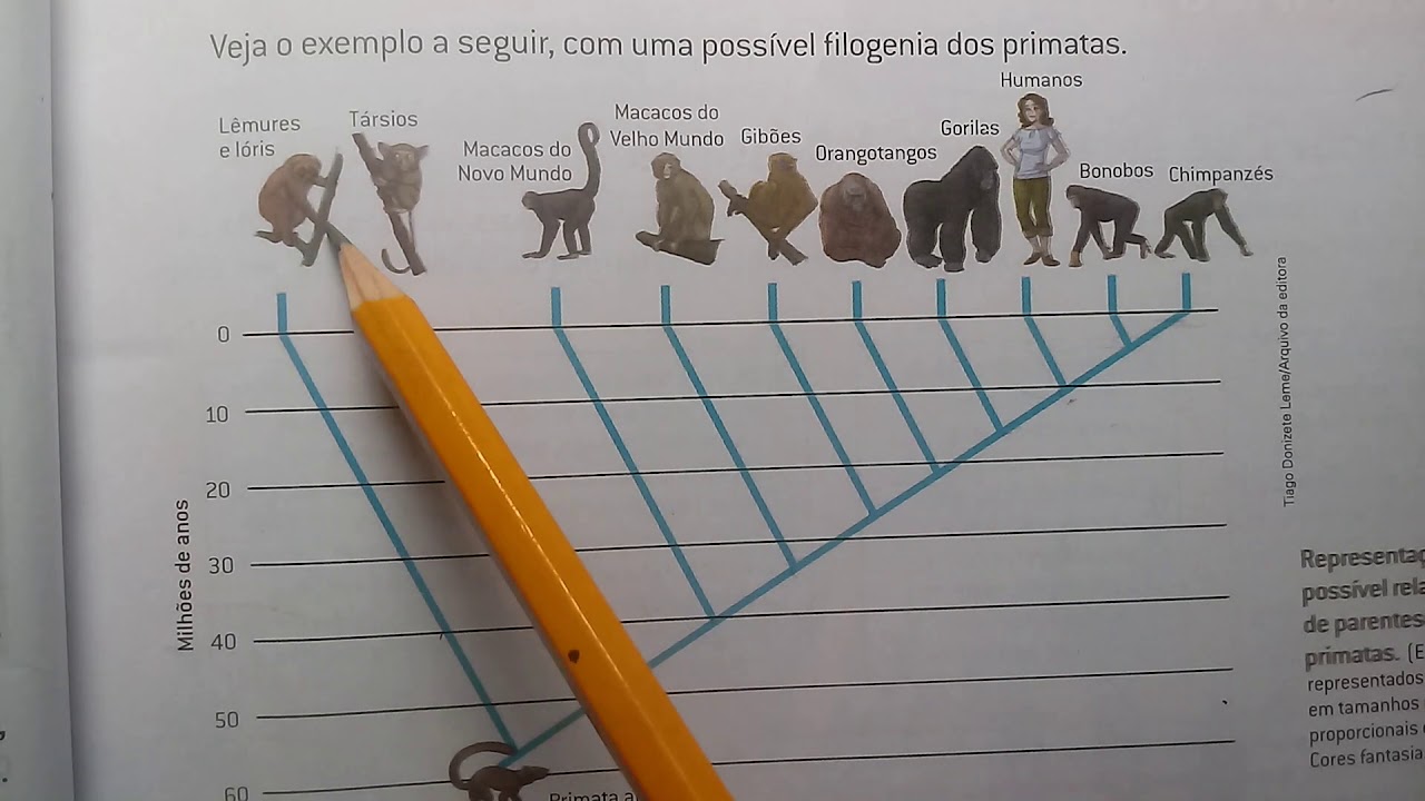 Arvore Filogenetica Da Vida Animalia A árvore Da Vida Dos Cachorros