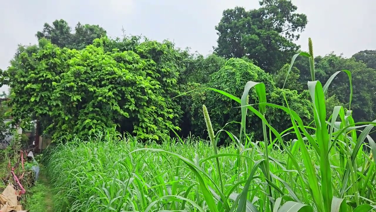 4K Ultra HD Camera Test Of S23 🔥 | Samsung Galaxy S23 Cinematic Video ...