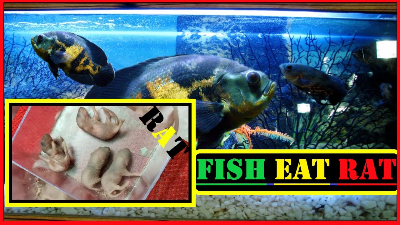 Fish Eat Rat | Oscar Fish Eat Rat | fish food | Nice and Big Fishes ...