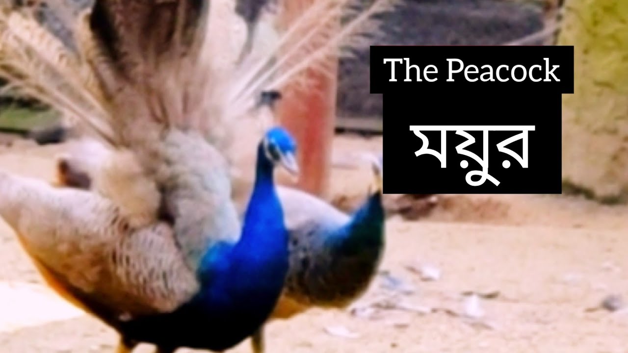 Y Documentary.Moyur( ময়ুর)The Peacock,Peafowl.Bangladesh National Zoo ...