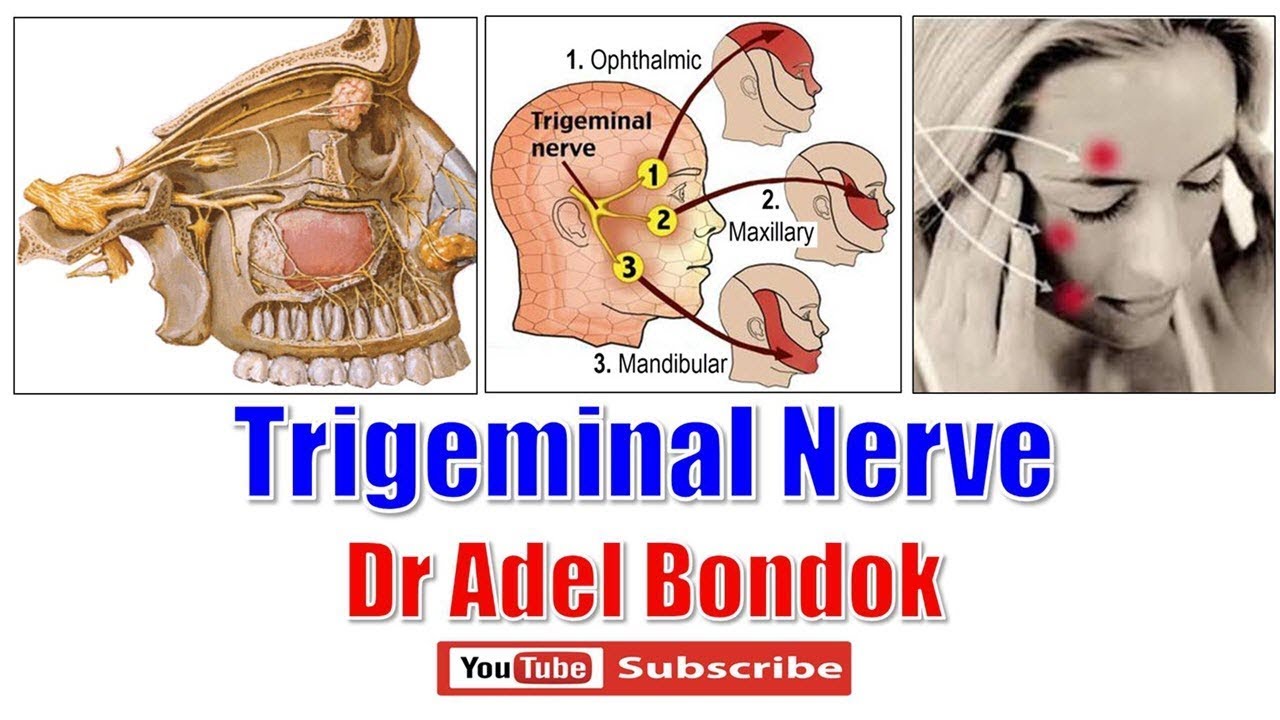 Trigeminal Nerve (Ophthalmic, Maxillary and Mandibular Nerves), Dr Adel ...