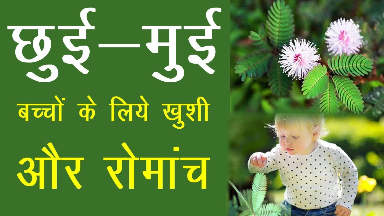 chui mui plant - YouTube