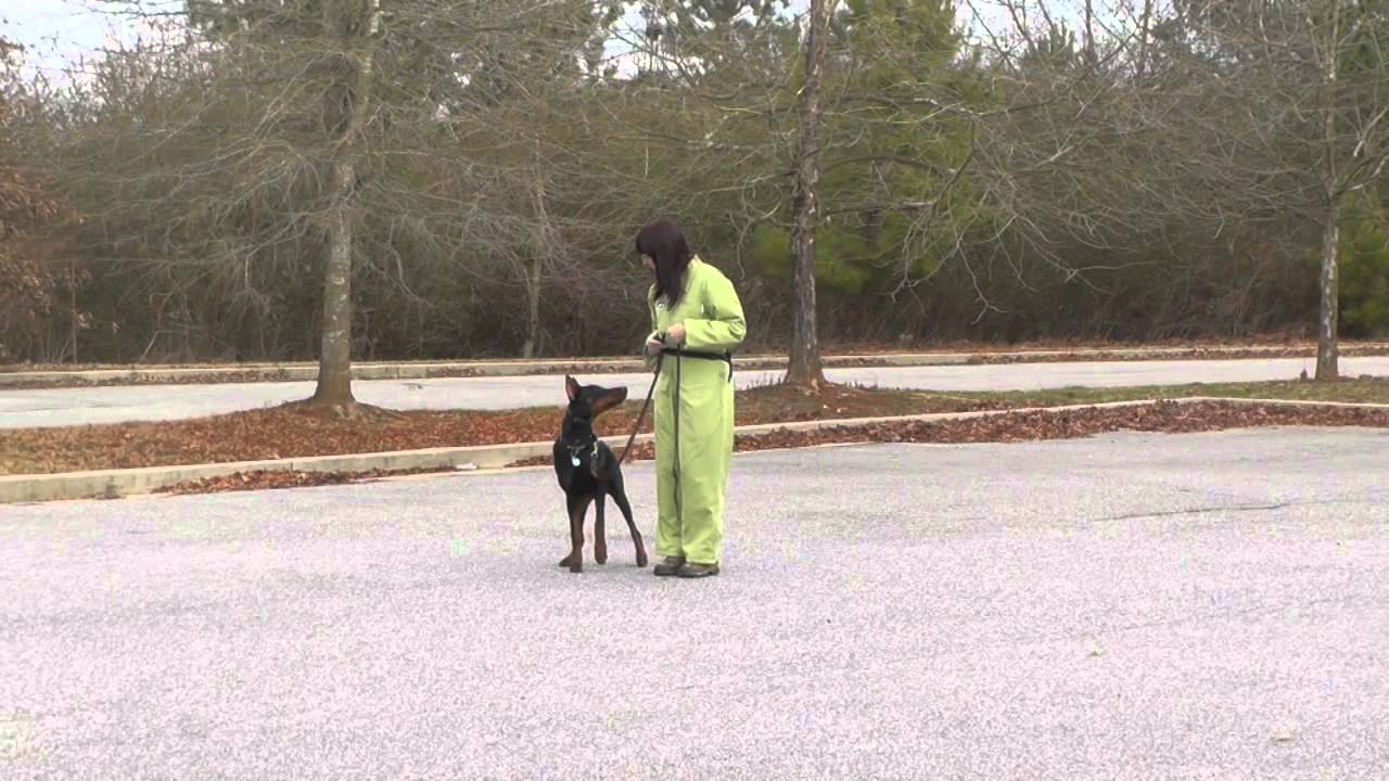 Khan Doberman Puppy Day 6: Heavy Dog Distractions, Sit and Wait - YouTube